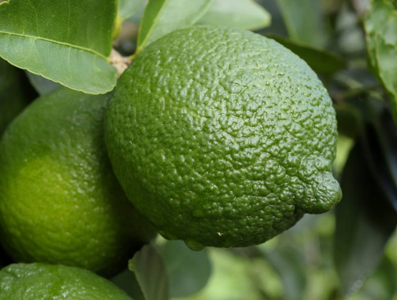 GRUPO SAN GABRIEL | Productor de limón persa